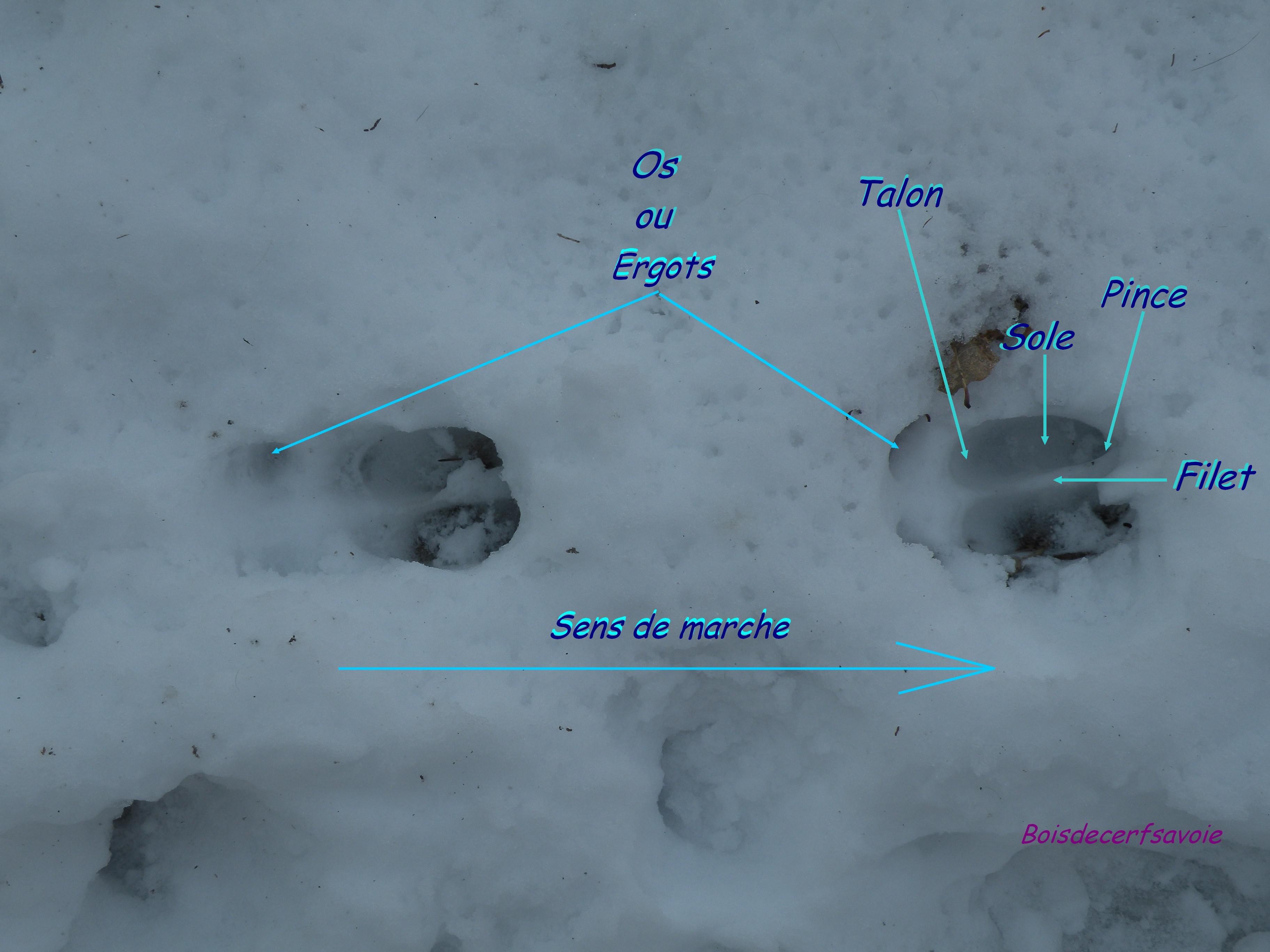 documents sur les cerfs